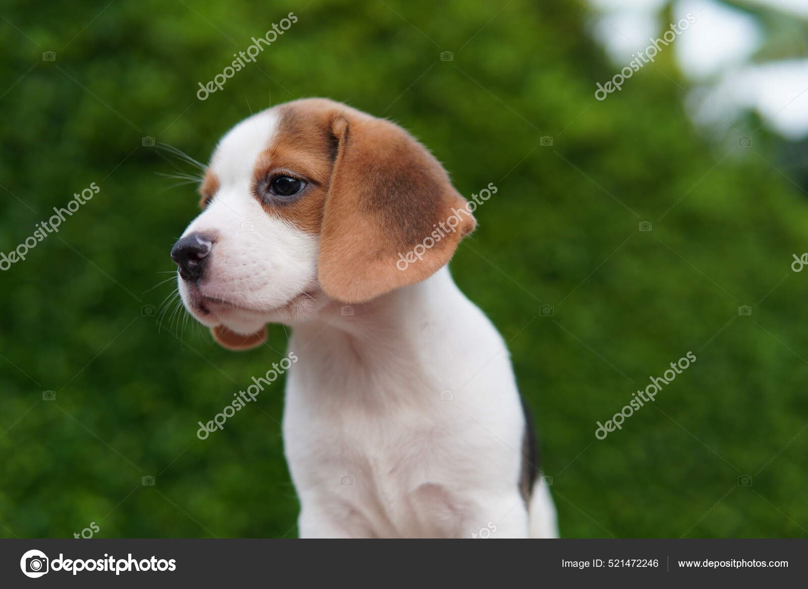 Beagle Developed Primarily Hunting Hare Possessing Great Sense Smell ...