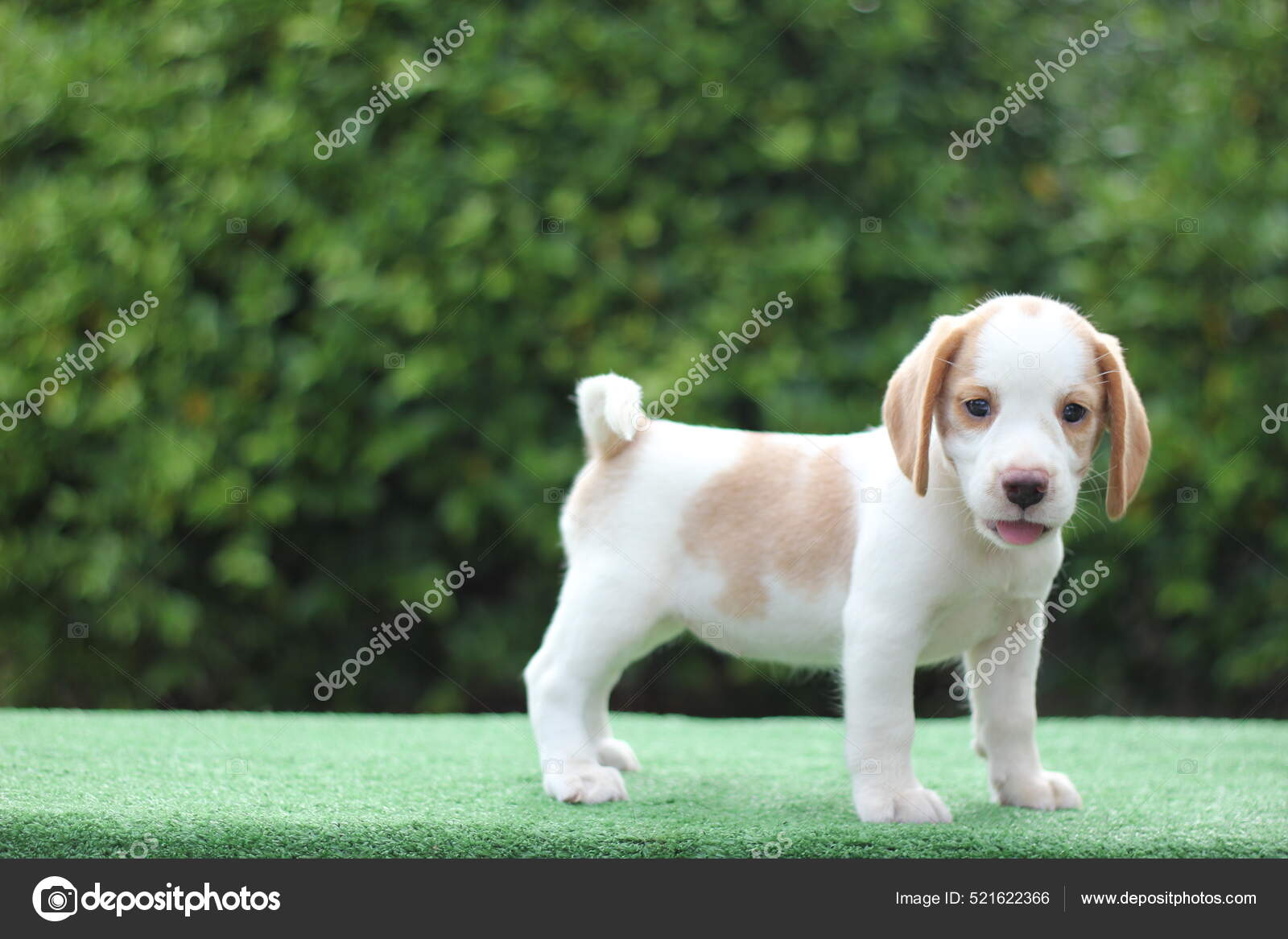 White Tan Color Beagle Puppy Green Background Copy Space Ads — Stock ...