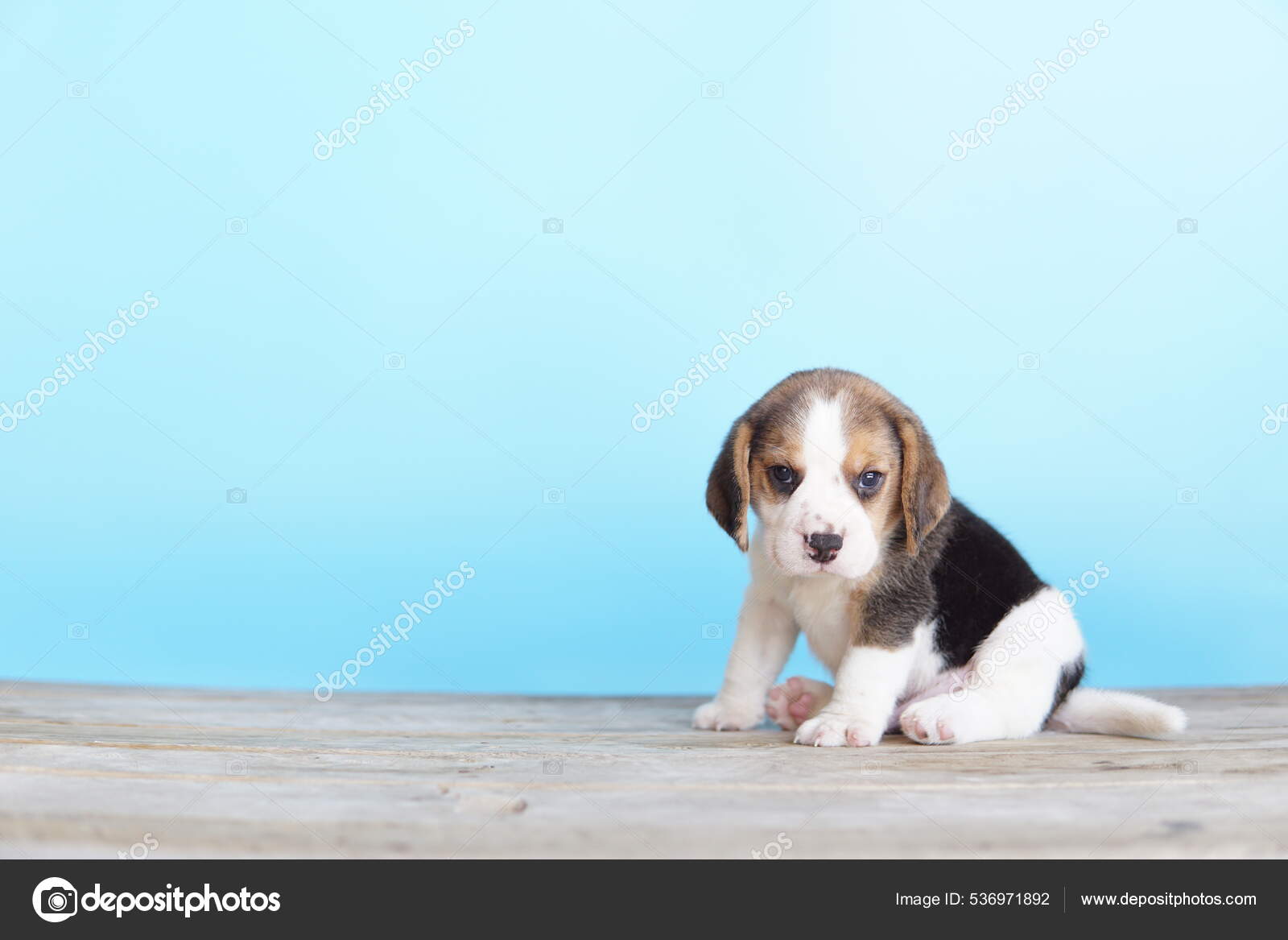 Beagle Developed Primarily Hunting Hare Possessing Great Sense Smell ...