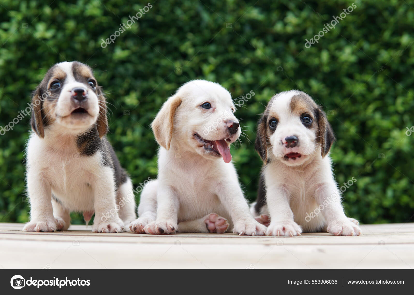 Beagle Developed Primarily Hunting Hare Possessing Great Sense Smell ...