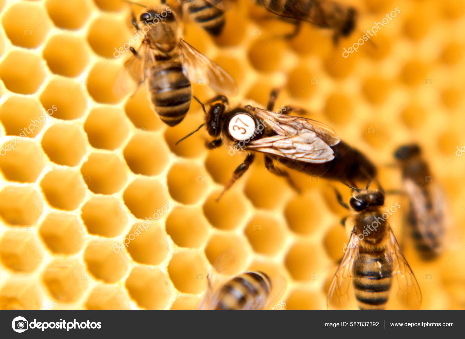 Queen Bee Number Back Artificial Hive — Stock Photo ...