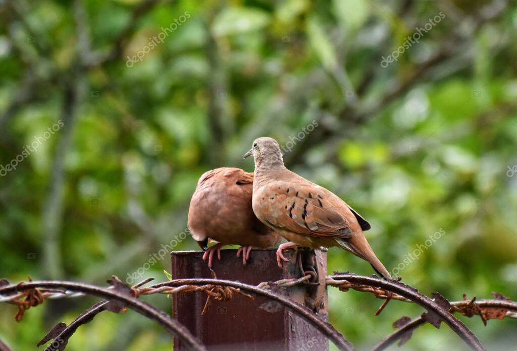 Un par de palomas marrones en una cerca del patio trasero en el centro ...