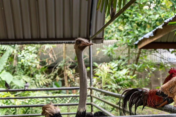 Labuan, Malasia-10 de junio de 2021: Vista del Parque de Aves Labuan es ...