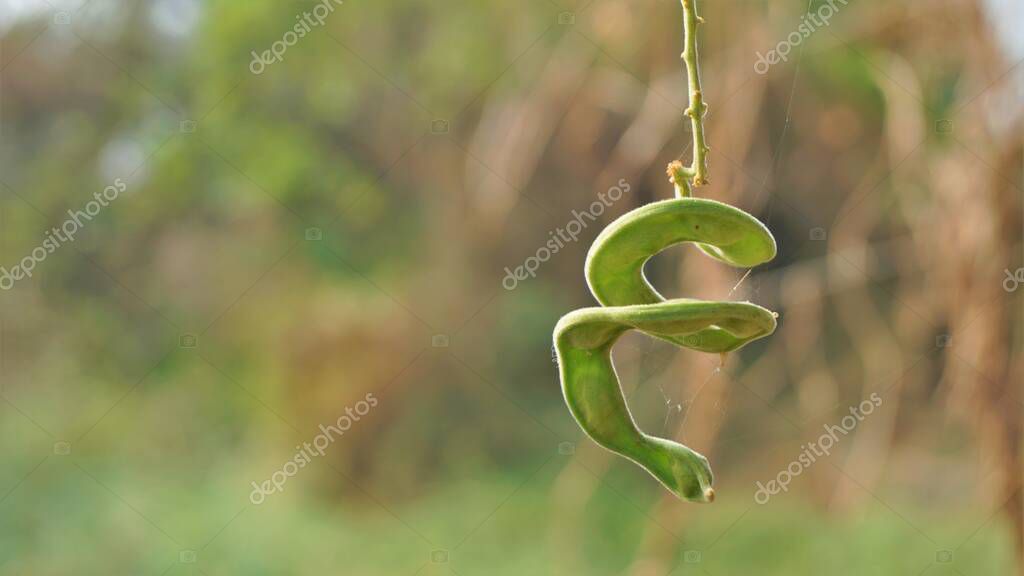 Pithecellobium dulce también conocido como tamarindo de Manila ...