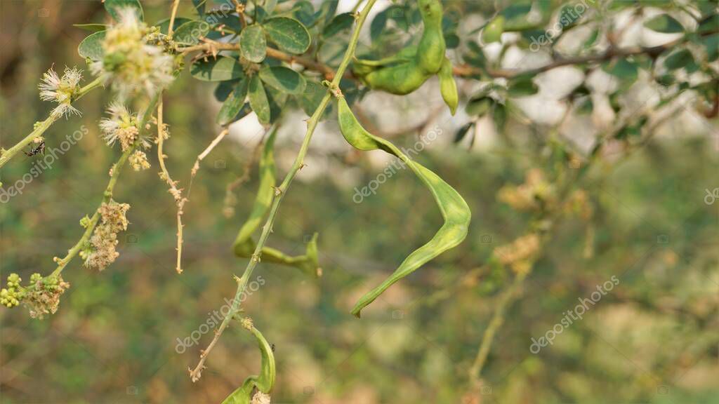 Pithecellobium dulce también conocido como tamarindo de Manila ...
