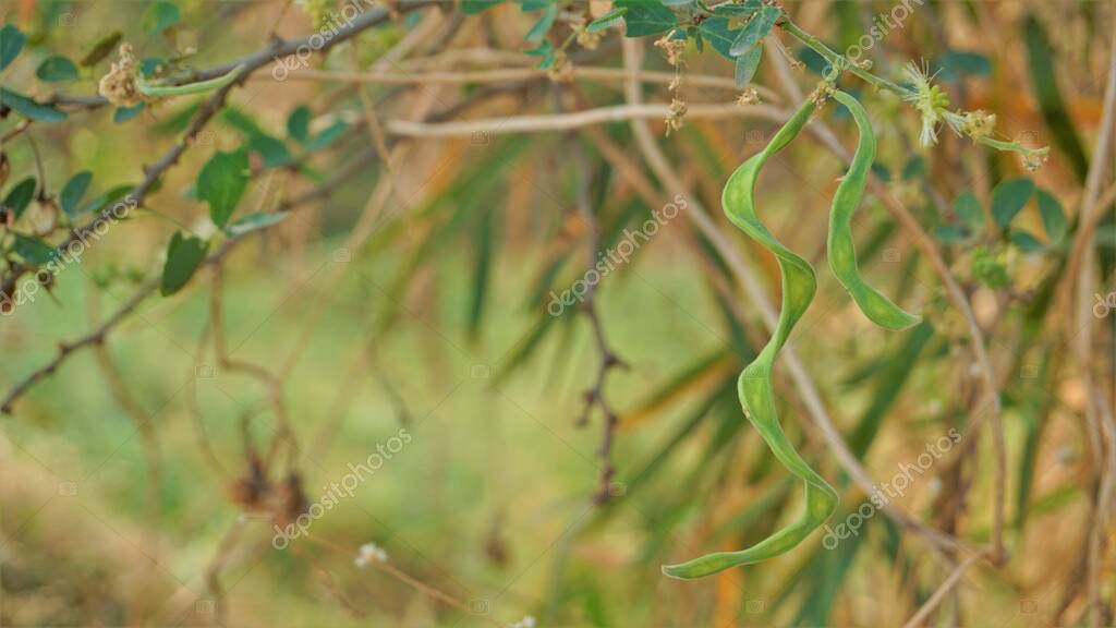 Pithecellobium dulce también conocido como tamarindo de Manila ...
