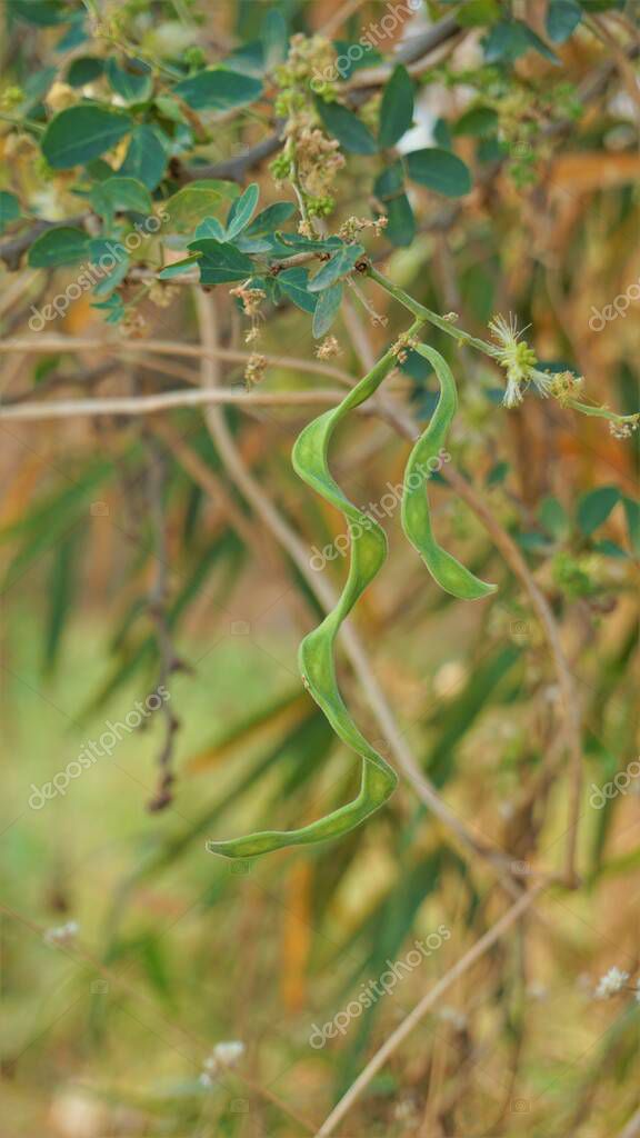 Pithecellobium dulce también conocido como tamarindo de Manila ...