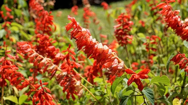 Salvia splendens images libres de droit, photos de Salvia splendens ...