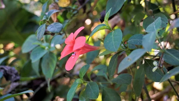 Barleria repens Stock Photos, Royalty Free Barleria repens Images ...