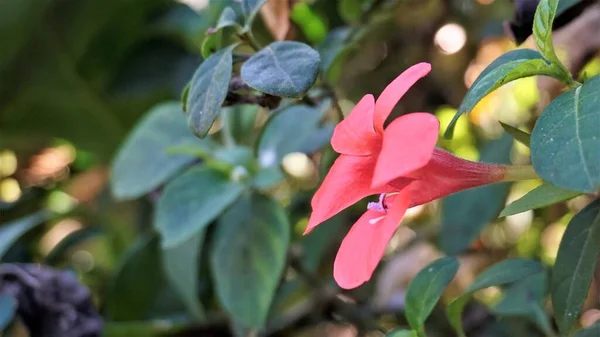 Barleria repens Stock Photos, Royalty Free Barleria repens Images ...