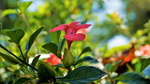 Barleria repens Stock Photos, Royalty Free Barleria repens Images ...