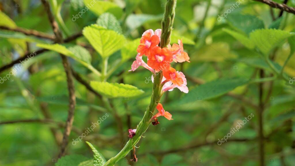 Stachytarpheta mutabilis also known as Coral porterweed, Red snakeweed ...