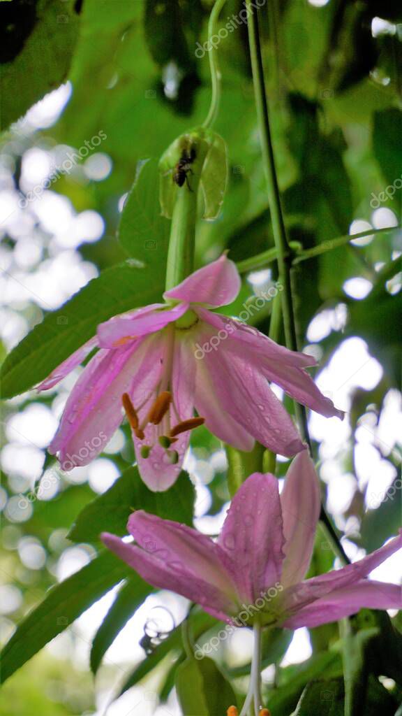 Beautiful flowers of Passiflora tripartita also known as banana ...