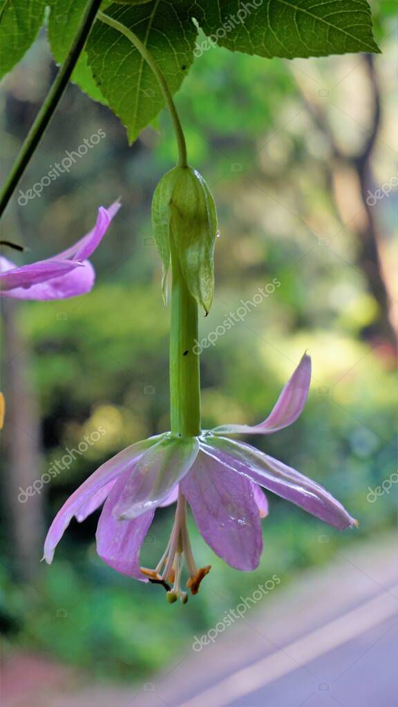 Beautiful flowers of Passiflora tripartita also known as banana ...