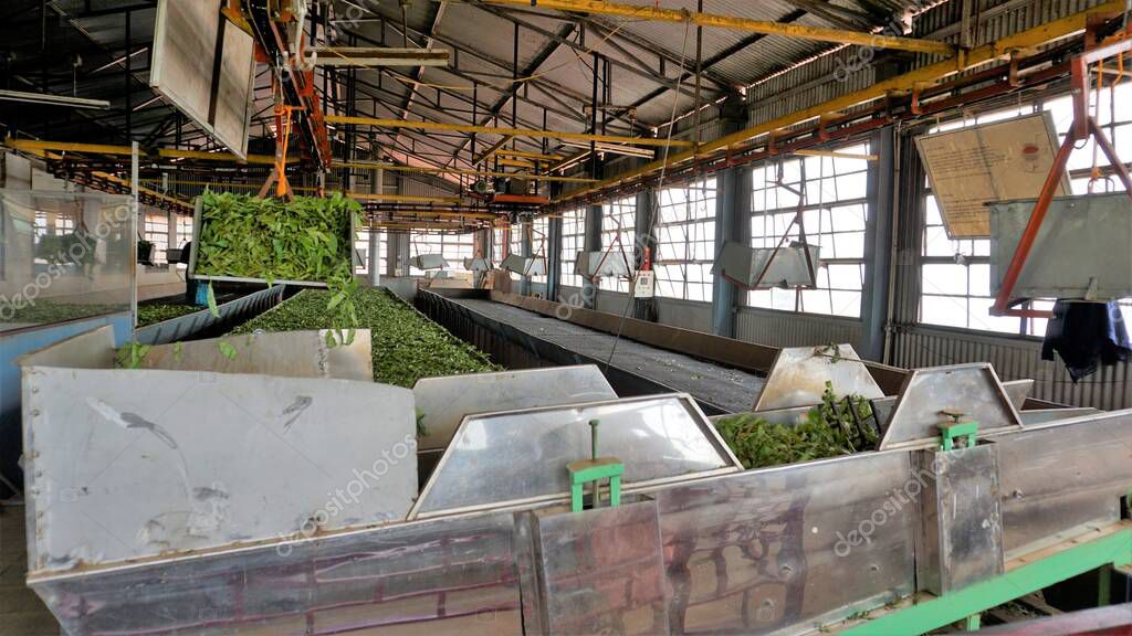 Ooty,Tamilnadu,India-April 30 2022: Assembly line of processing of tea ...