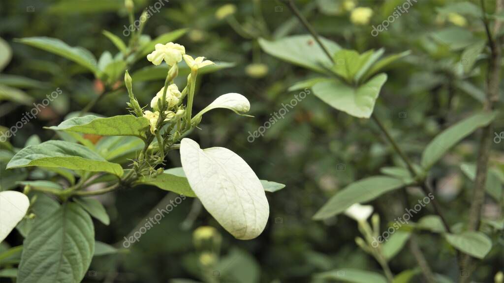 Hermosas flores de color amarillo de Pseudomussaenda flava también ...