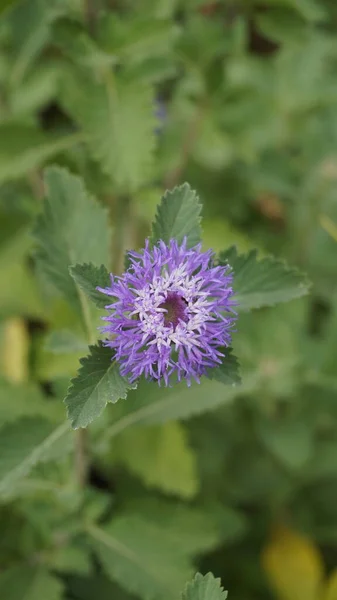Primer plano de hermosas flores de Centratherum punctatum también ...