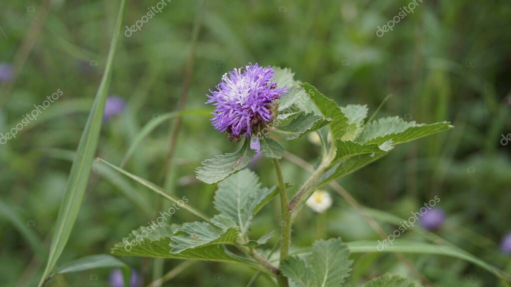 Primer plano de hermosas flores de Centratherum punctatum también ...