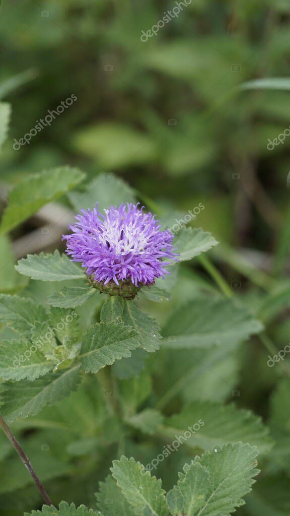 Primer plano de hermosas flores de Centratherum punctatum también ...
