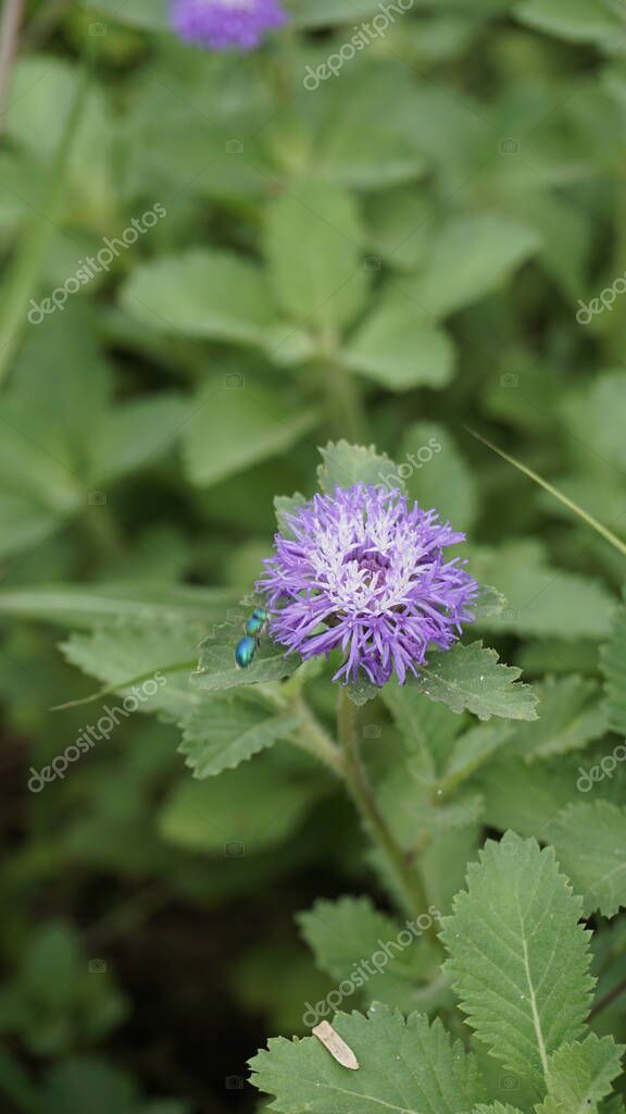Primer plano de hermosas flores de Centratherum punctatum también ...
