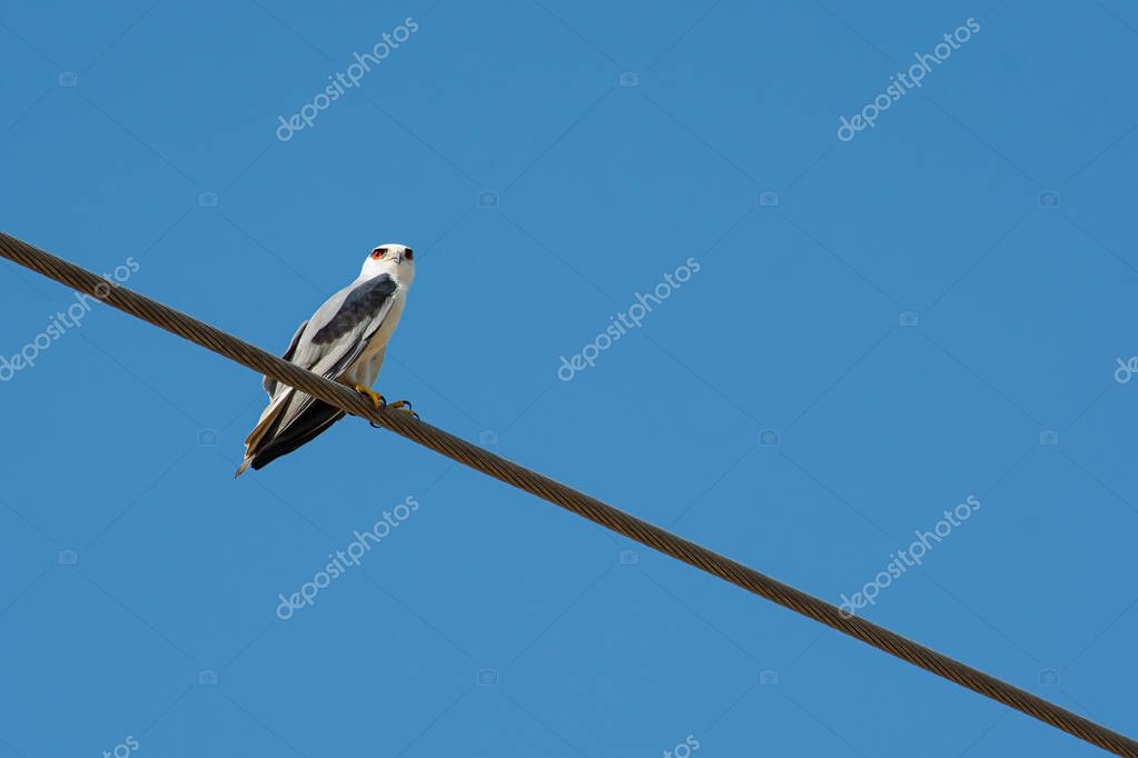 Australian Black Shouldered Kite Sentado en un cable eléctrico También ...