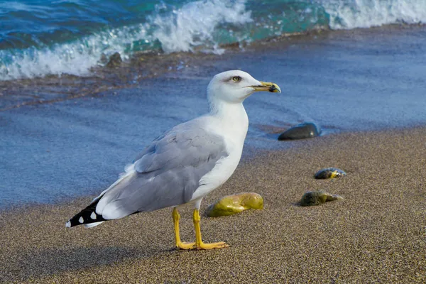 Seagull on beach Stock Photos, Royalty Free Seagull on beach Images ...