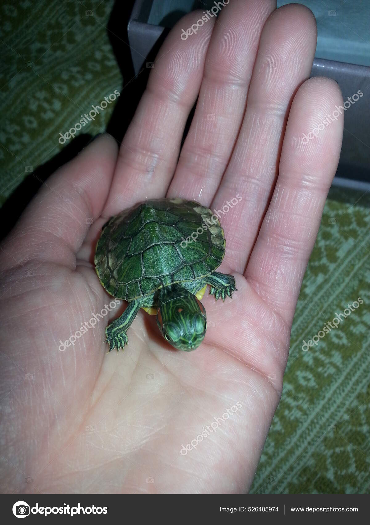 Small Red Eared Turtle Sits Palm Your Hand — Stock Photo © nika.kuzyuro ...