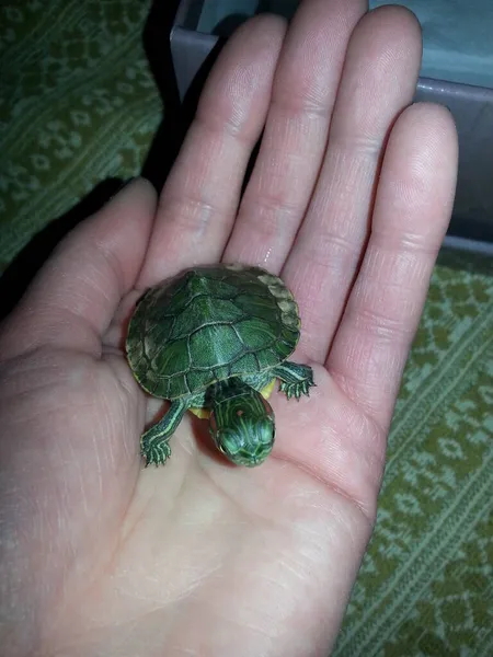 Small turtle Stock Photos, Royalty Free Small turtle Images | Depositphotos