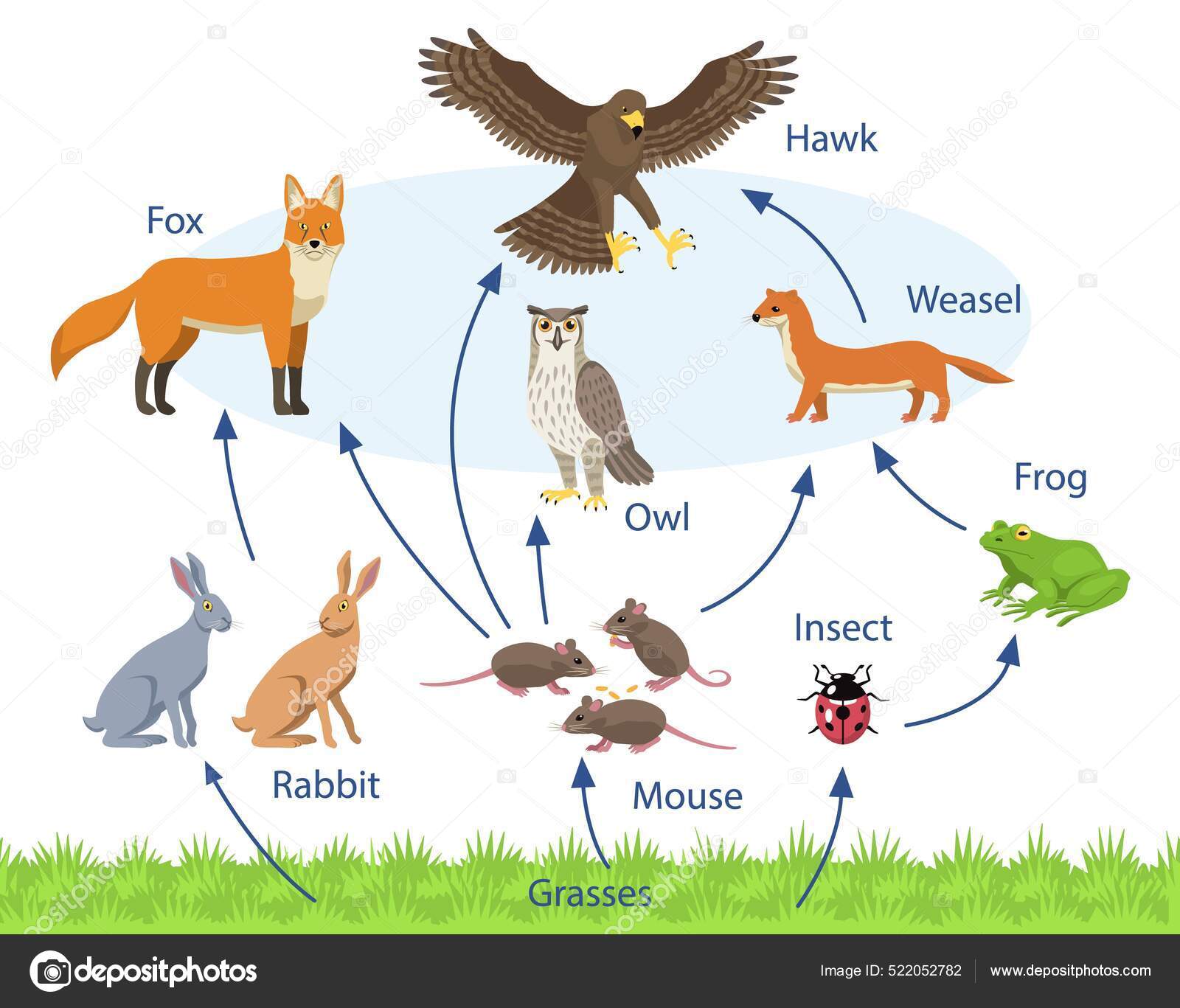 Forest Animal Food Chain