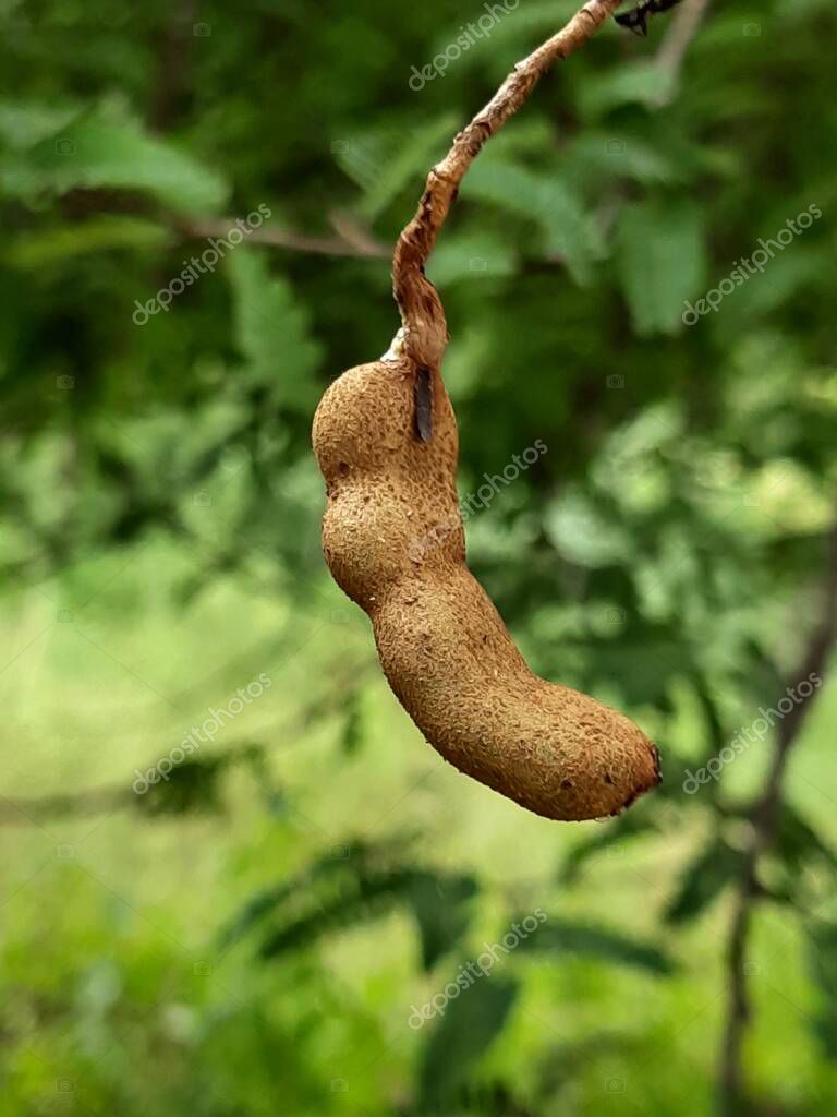 Vista cercana de una maduración de fruta de tamarindo en lo alto 2024