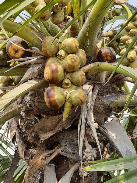 Frutos de palma toddy, Borassus flabellifer, doub palm, Palmyra palm ...