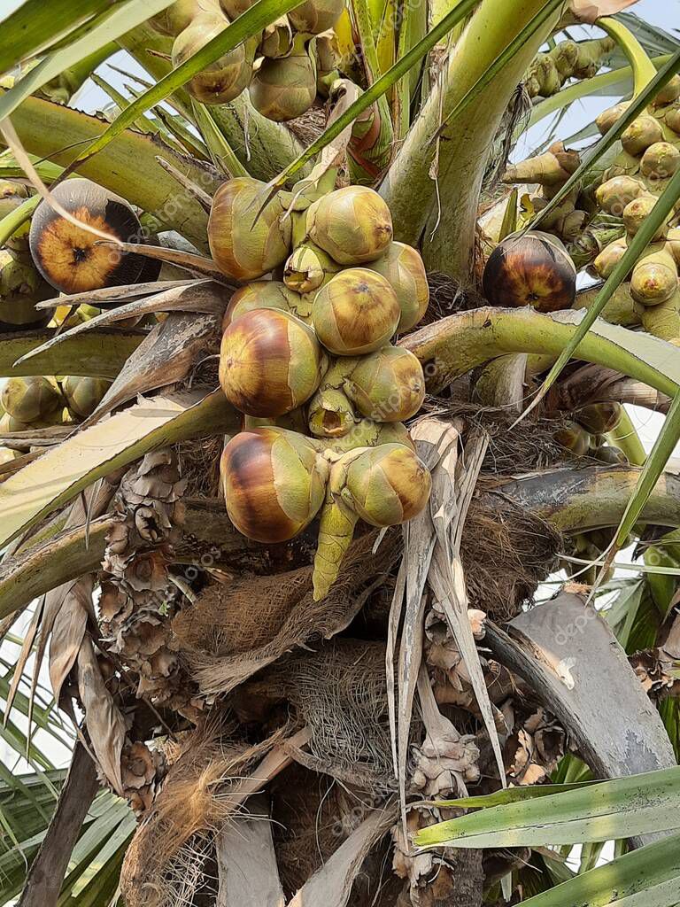 Frutos de palma toddy, Borassus flabellifer, doub palm, Palmyra palm ...