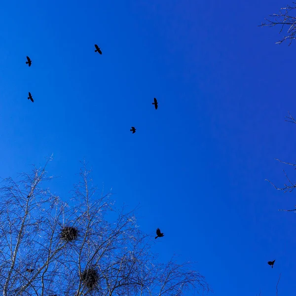 Birds flying trees Stock Photos, Royalty Free Birds flying trees Images ...