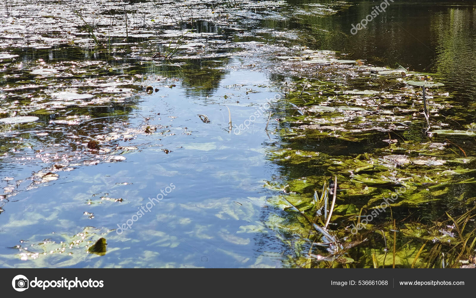 Grupo Plantas Acuáticas Verdes Río Lirios Agua Algas Río — Foto de ...