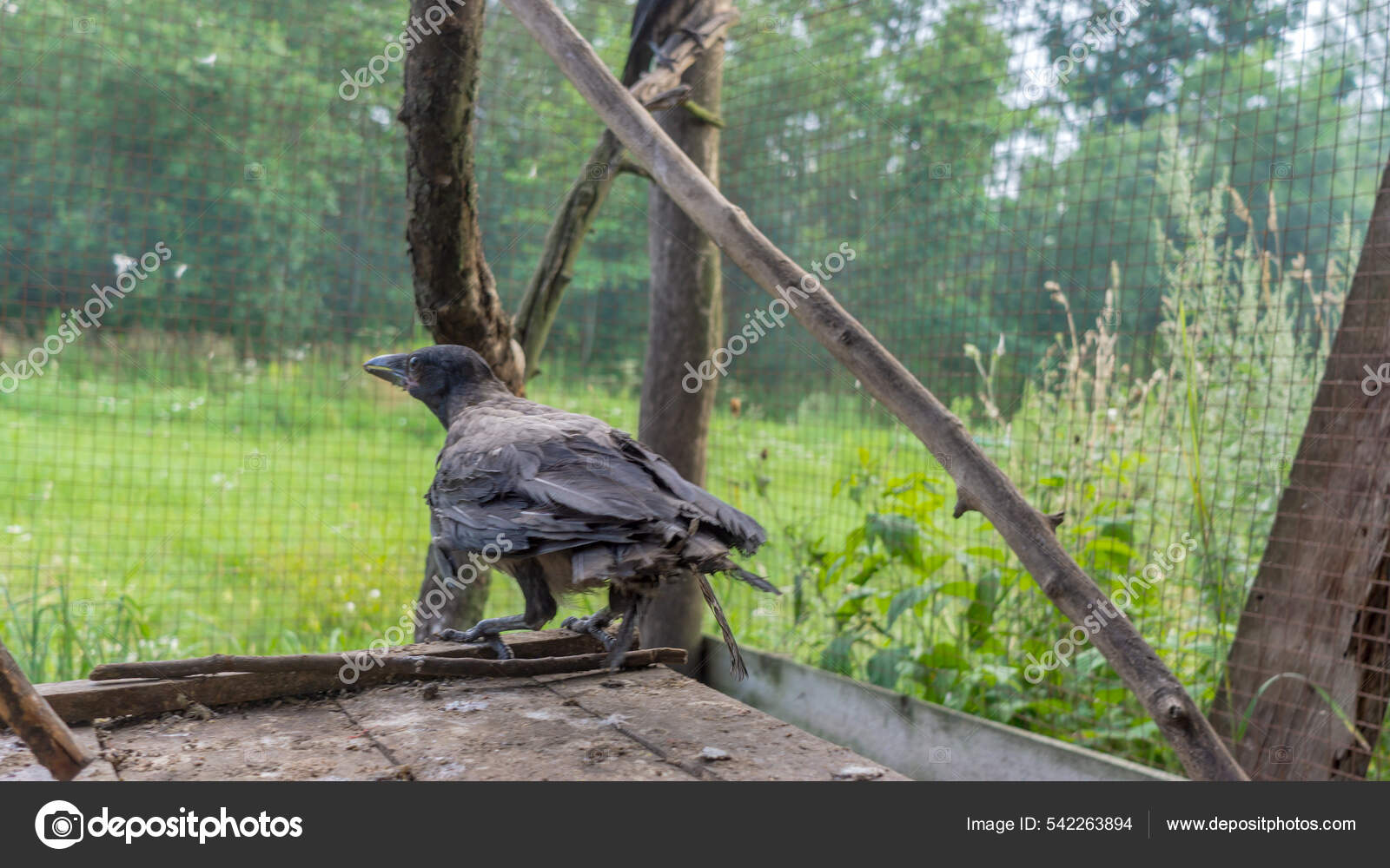 Sick Crow Wing Bird Shelter Rescue Wild Birds Human Care Stock Photo by ...