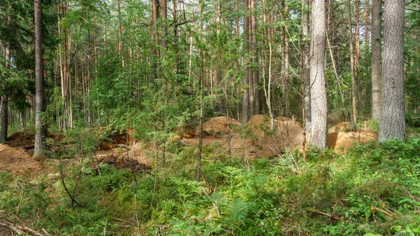 Forest reconstruction Stock Photos, Royalty Free Forest reconstruction ...