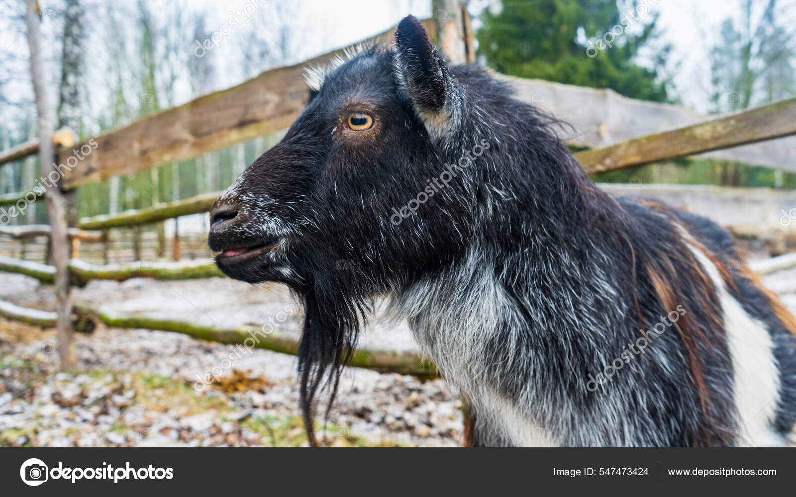 Surprised Serious Piebald Goat Countryside Background Stare Wide Eyed ...