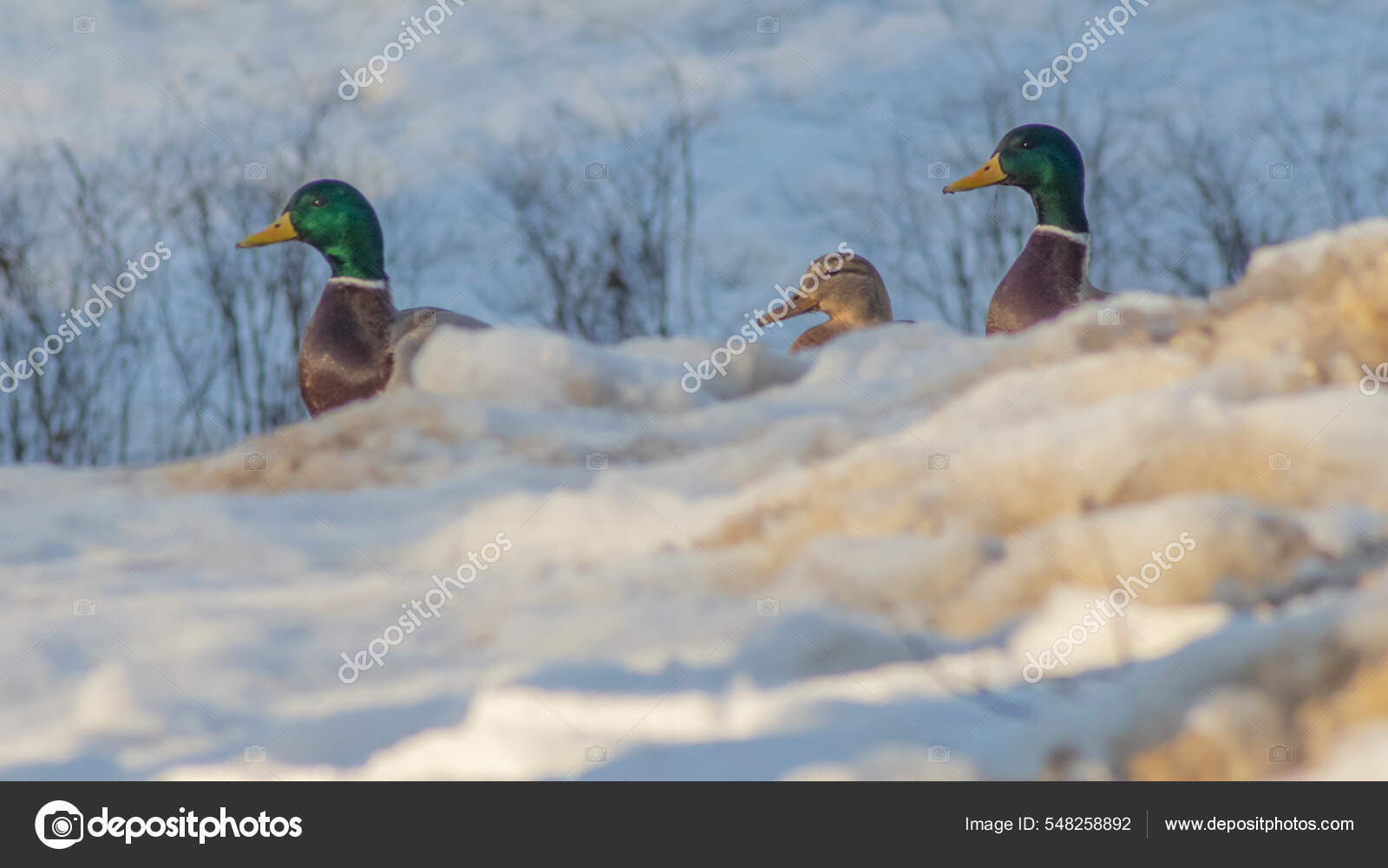 Two Drakes Duck Hiding Snowdrift Wintering Ducks Carefully Look Out ...