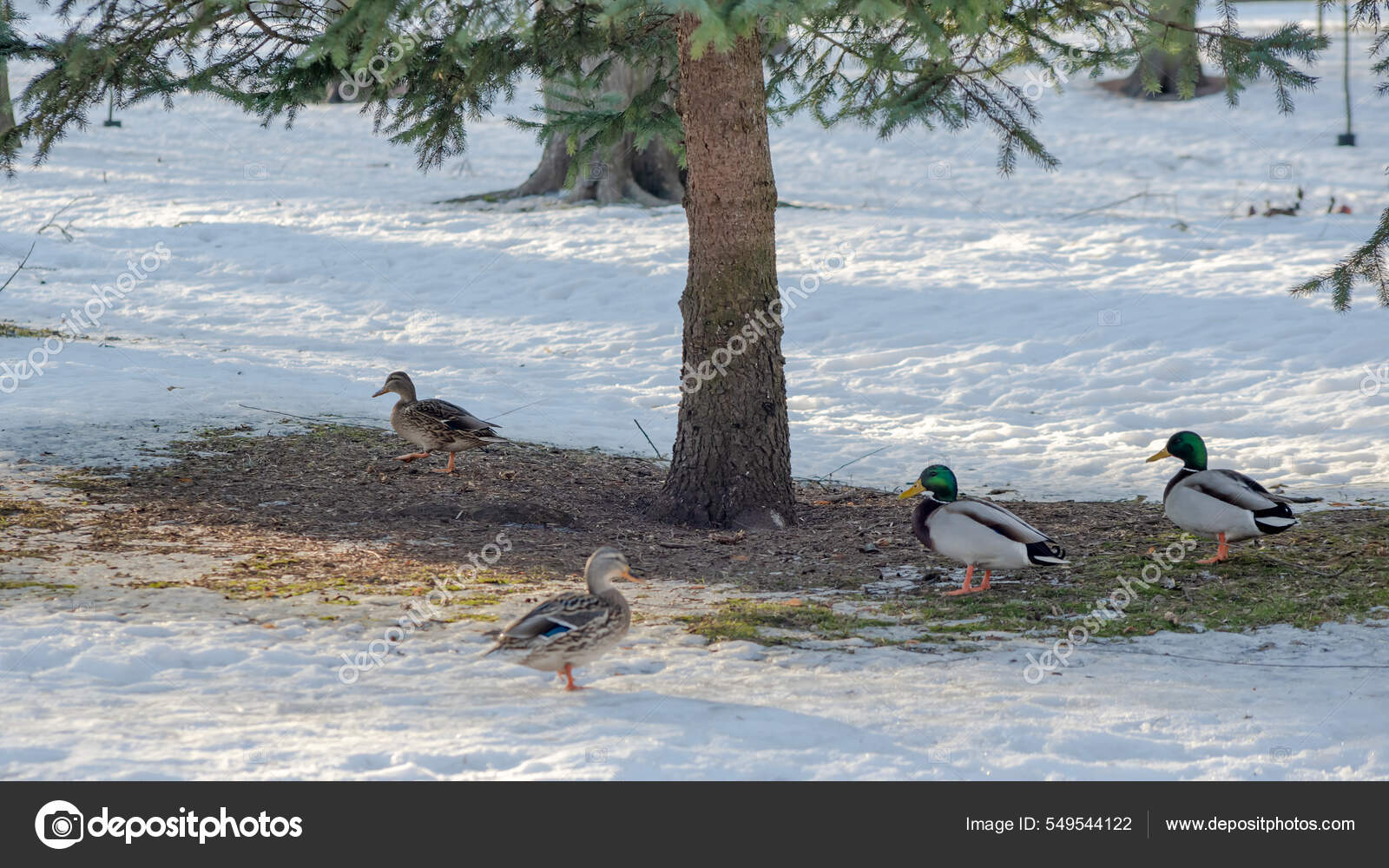 Two Grey Blue Drakes Two Brown Ducks Walking Snow City Stock Photo by ...