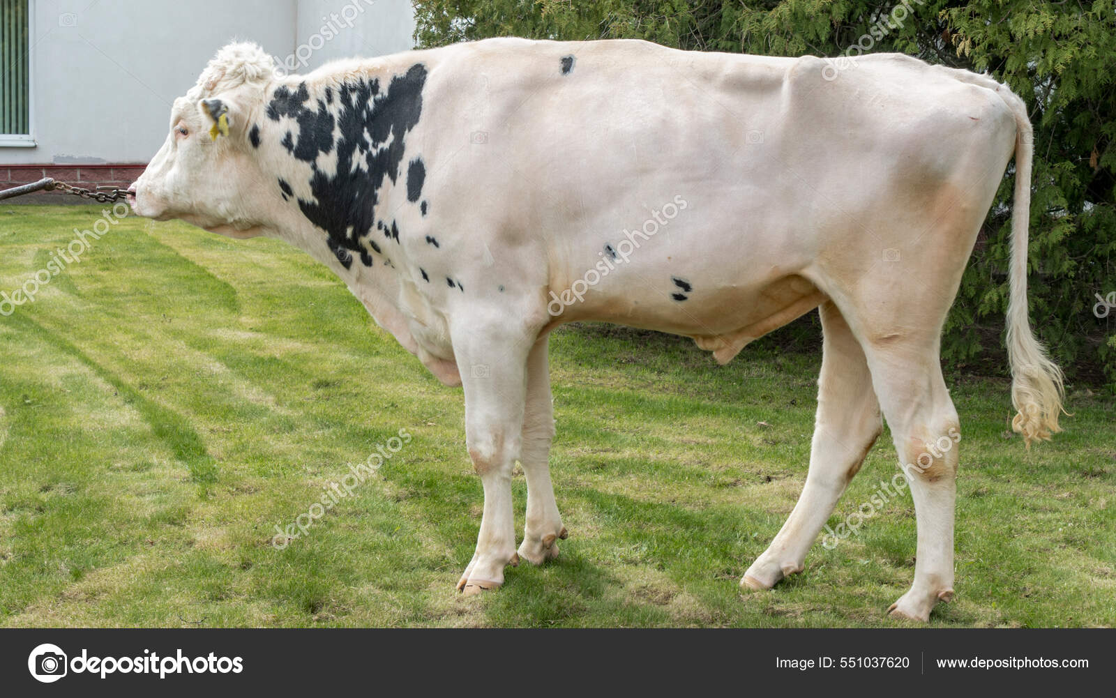 Beautiful Breeding Bull Farm Corral Bull Producer Rack Catalog — Stock ...