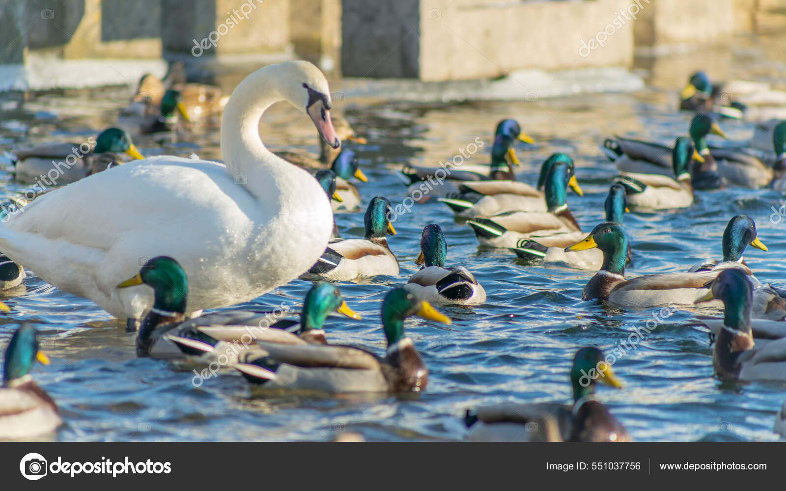 Large Amounts Wintering Ducks Swans City Lot Ducks Pair Swans — Stock ...