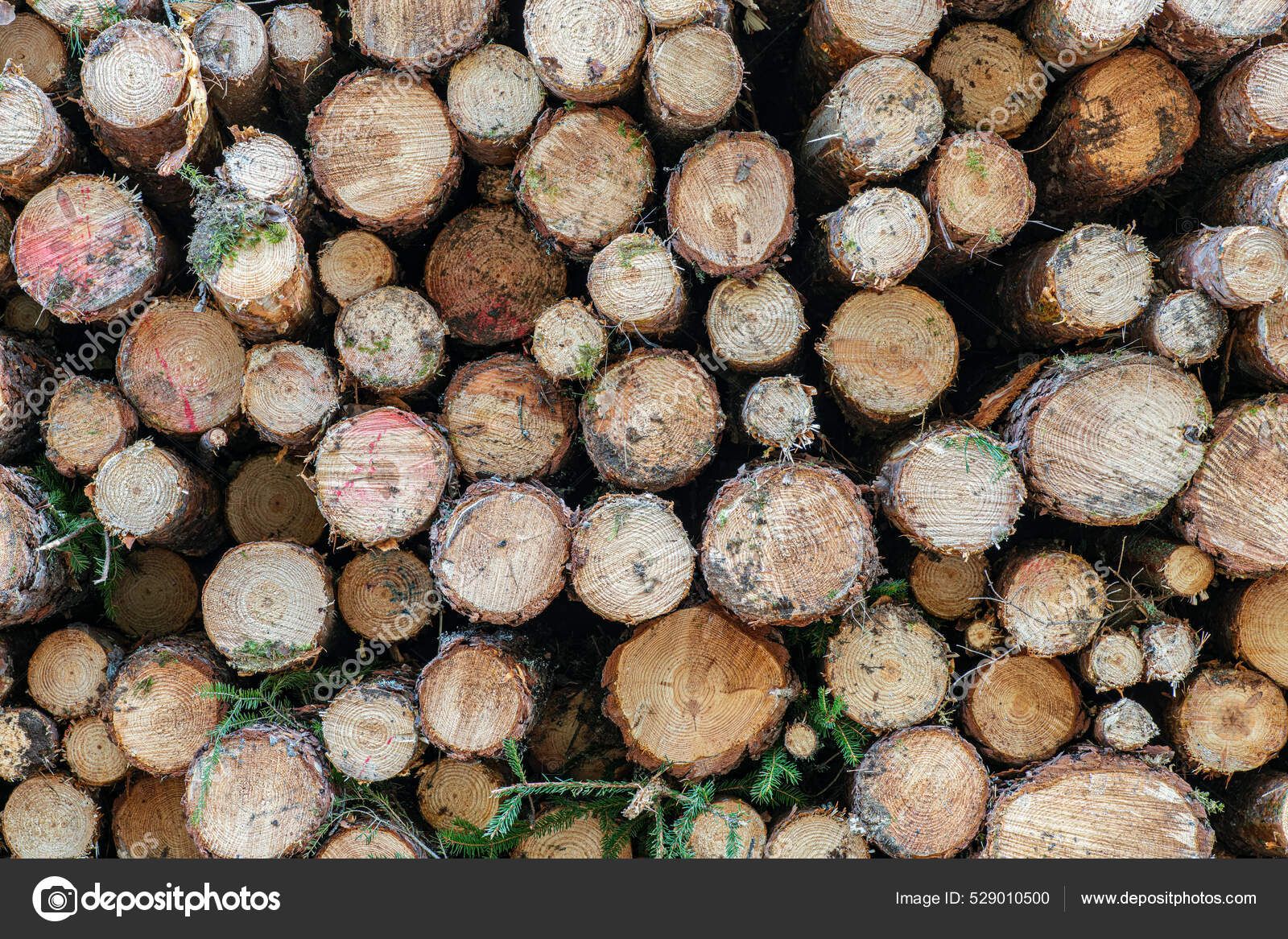 Close End Pieces Fir Pine Timber Stacked Pile Stock Photo by ...