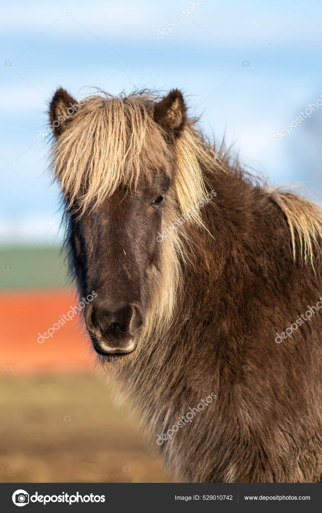 Silver Colored Horse