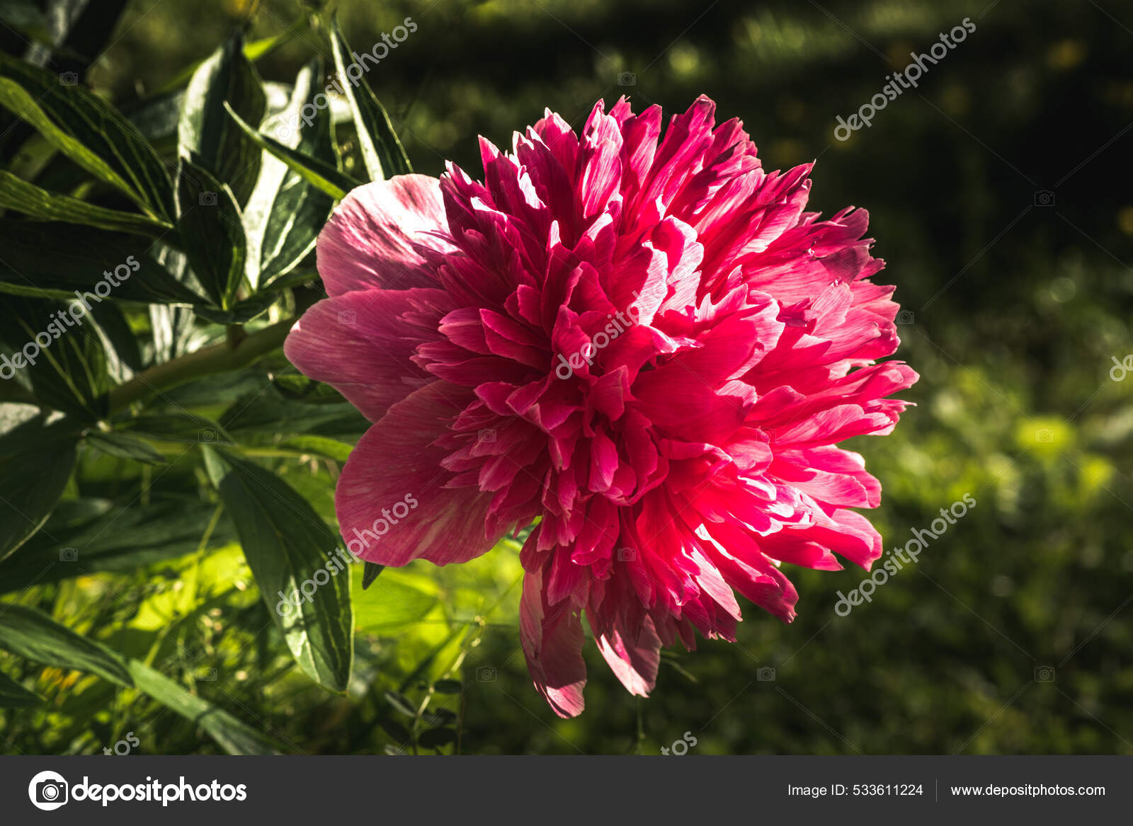 Single Big Pink Flowers
