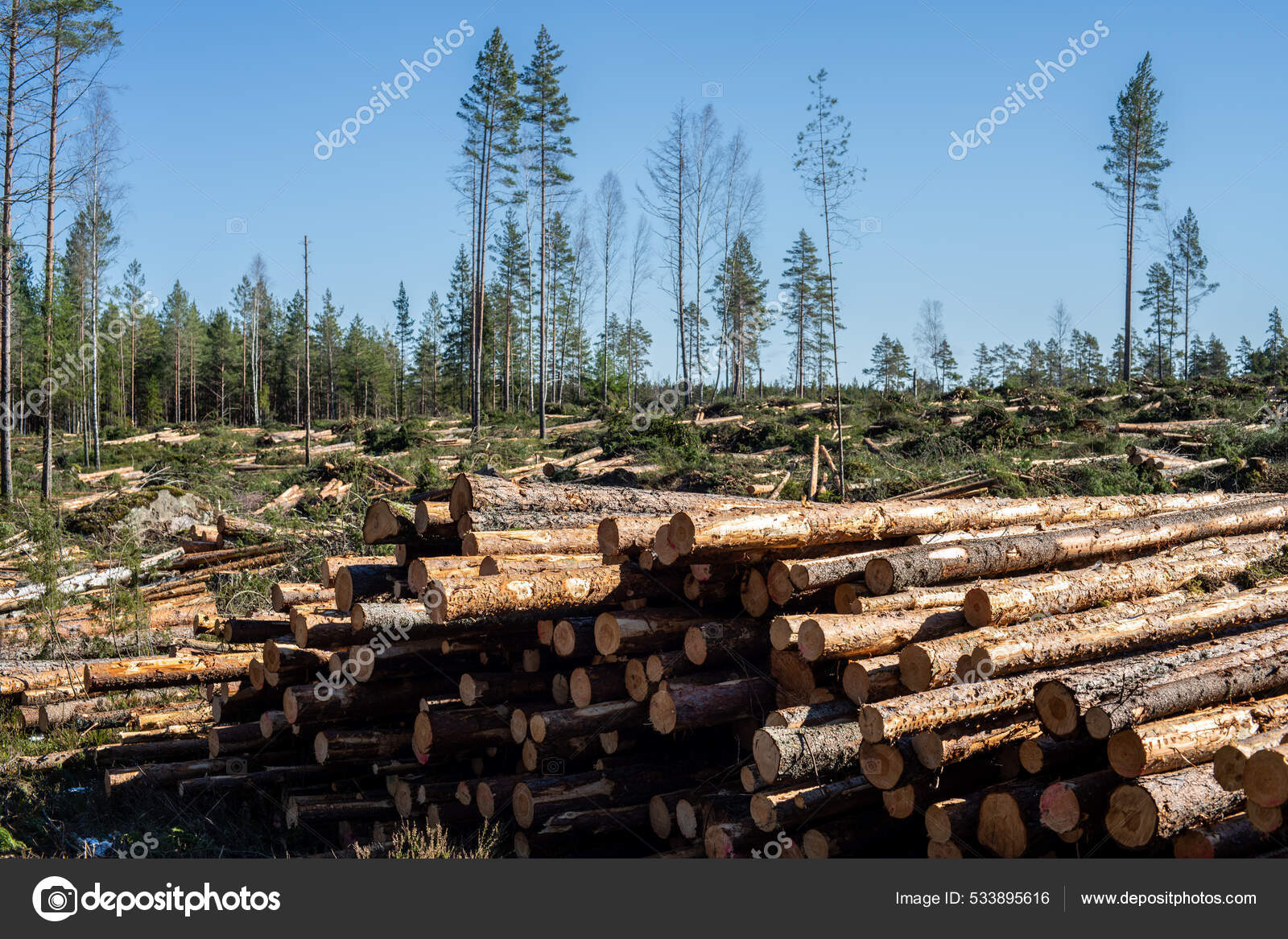 Newly Cut Forest Deforestation Area Sweden Stack Timber Trunks Branches ...