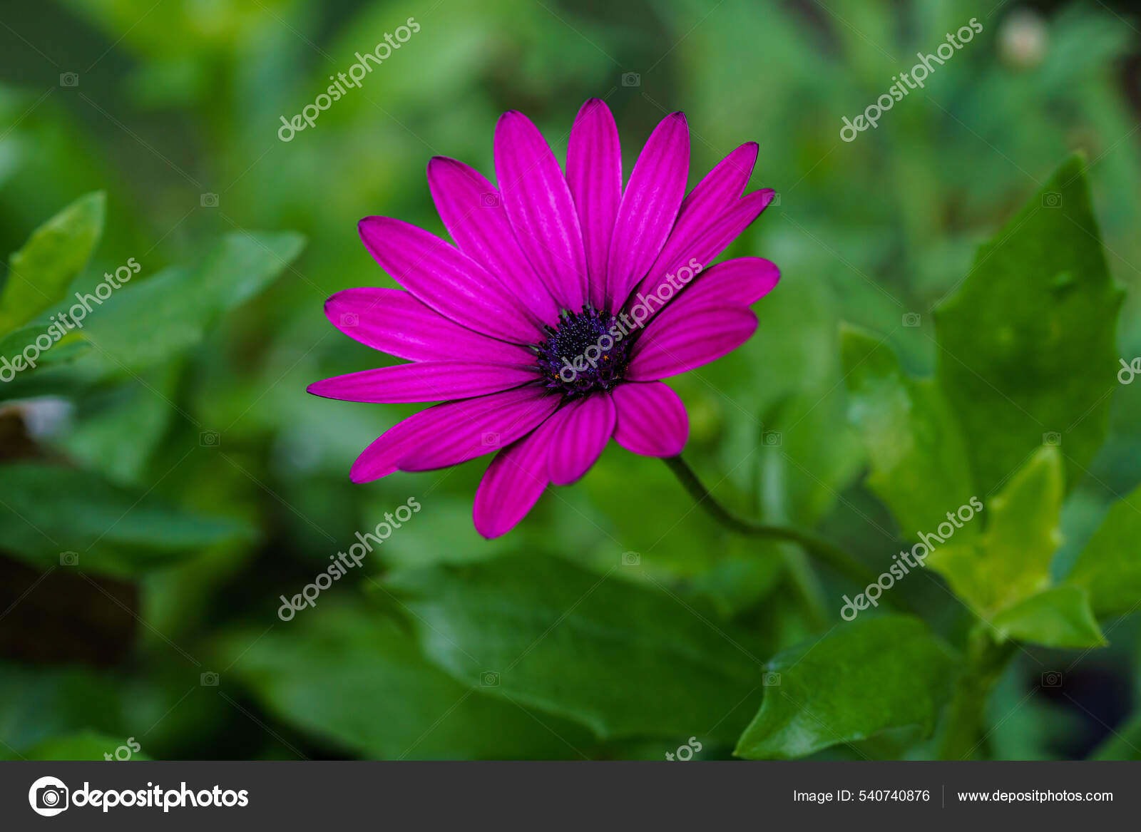 Single Pink Daisy