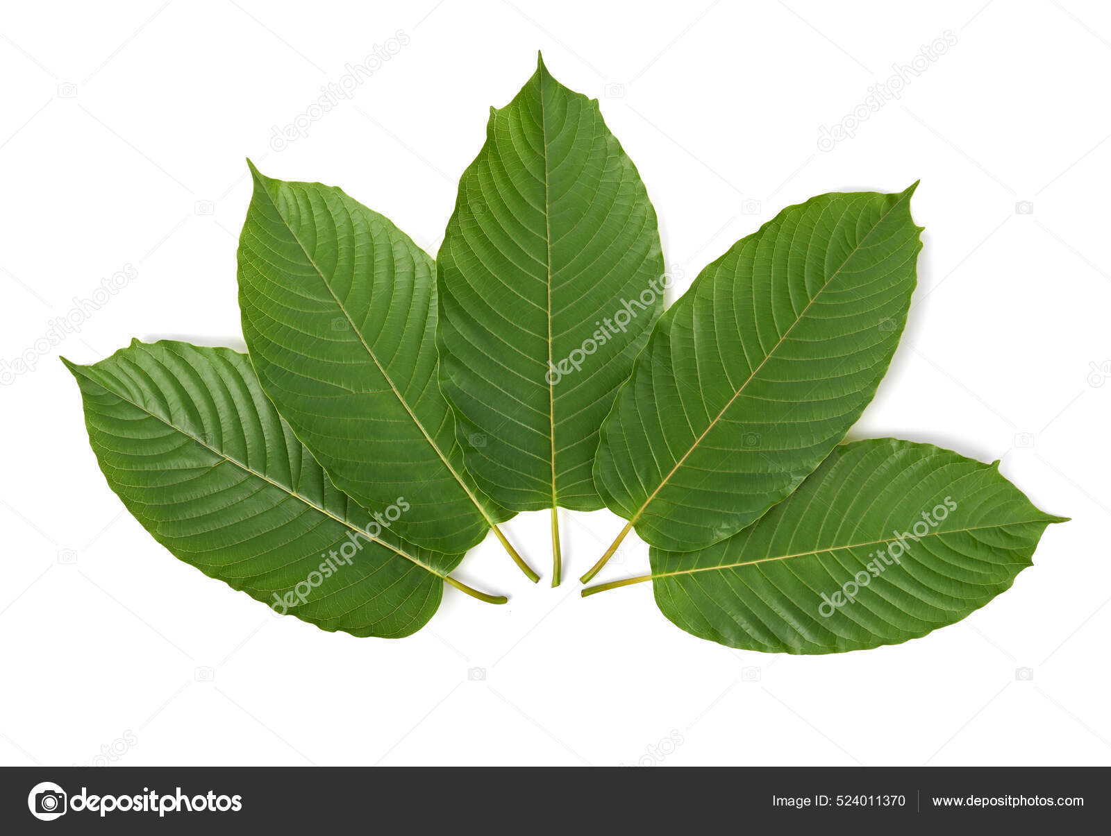 Mitragyna Speciosa Kratom Leaves Isolated White Background Top View ...