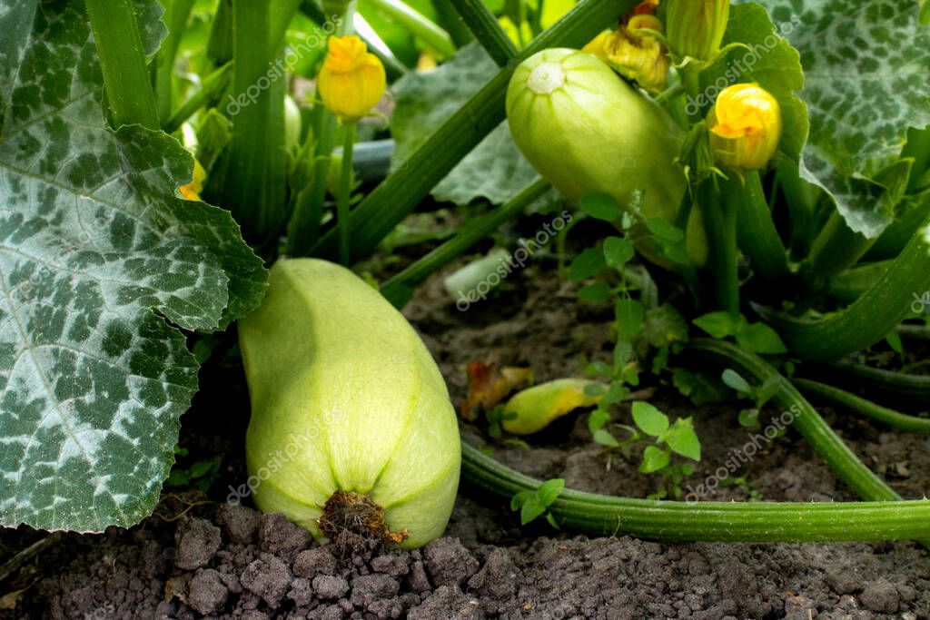 El calabacín crece en el jardín bajo las hojas. La calabaza yace en el ...
