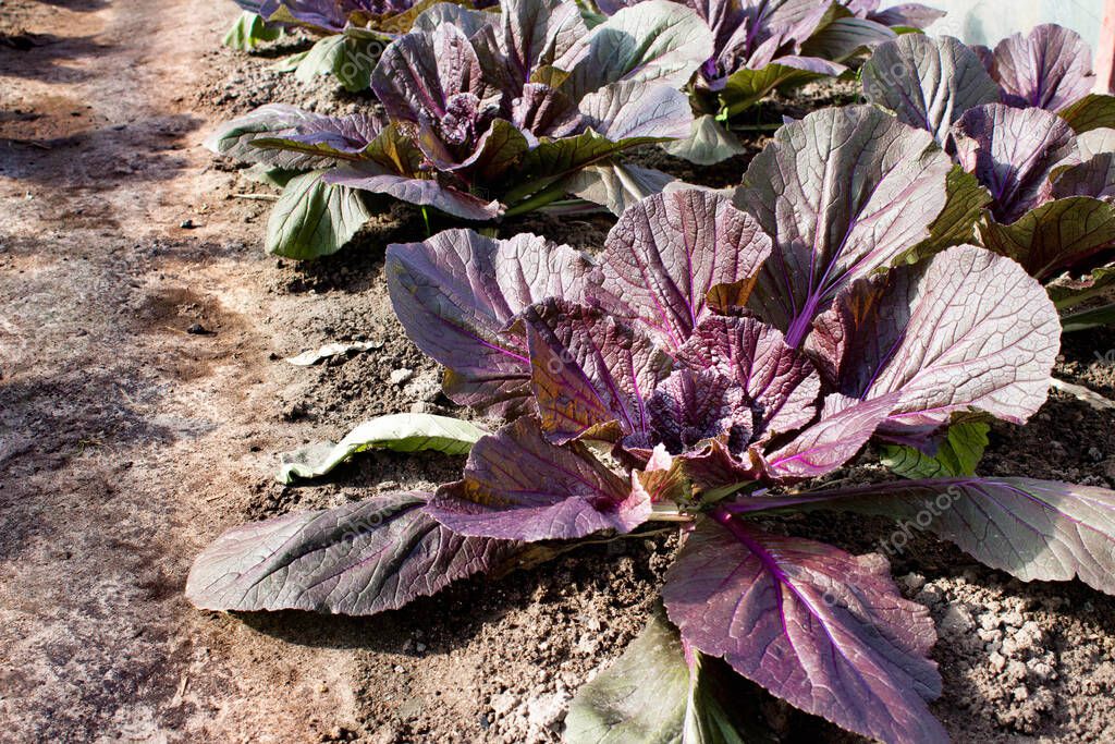 Cosecha de repollo en las camas del jardín. Alimentos ecológicos sin ...