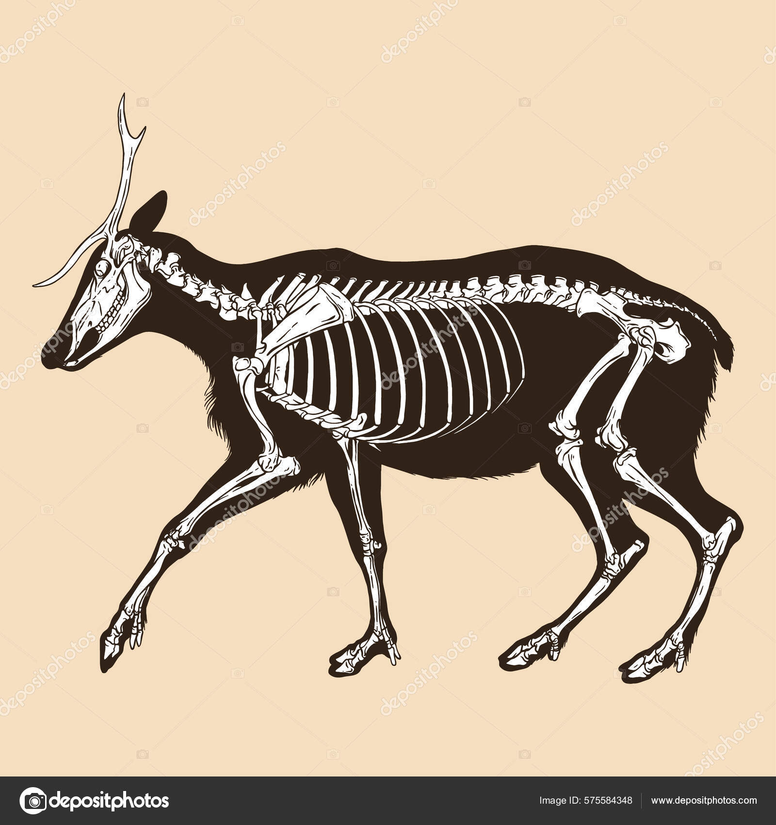 Esqueleto Venado Vector Ilustración Animal vector, gráfico vectorial ...